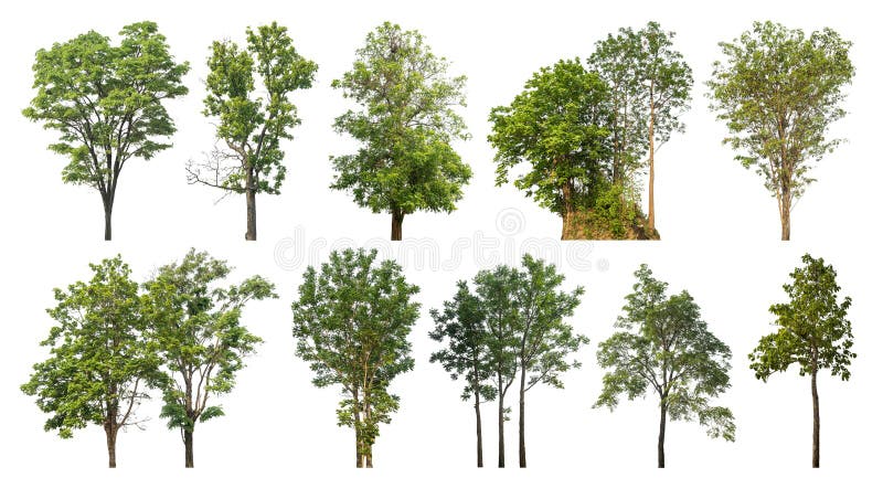 Collection Tree Cut Out from Original Background and Replace with White ...