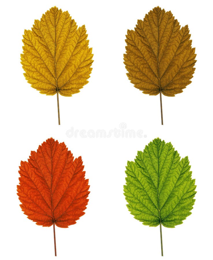 Collection of tree leaves stock image. Image of forest - 33665615