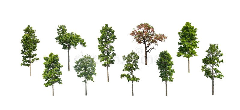Set of Isolated Trees on White Background , the Collection of Tree ...