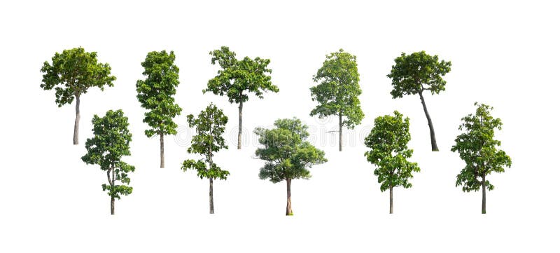 Set of Isolated Trees on White Background , the Collection of Tree ...