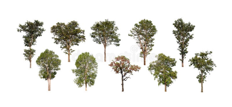 Set of Isolated Trees on White Background , the Collection of Tree ...