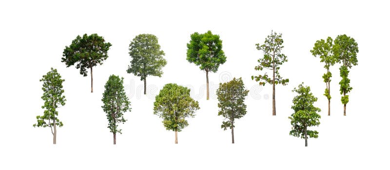 Set of Isolated Trees on White Background , the Collection of Tree ...