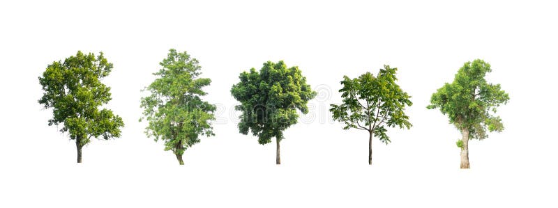 Set of Isolated Trees on White Background , the Collection of Tree ...