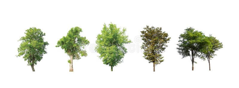 Set of Isolated Trees on White Background , the Collection of Tree ...