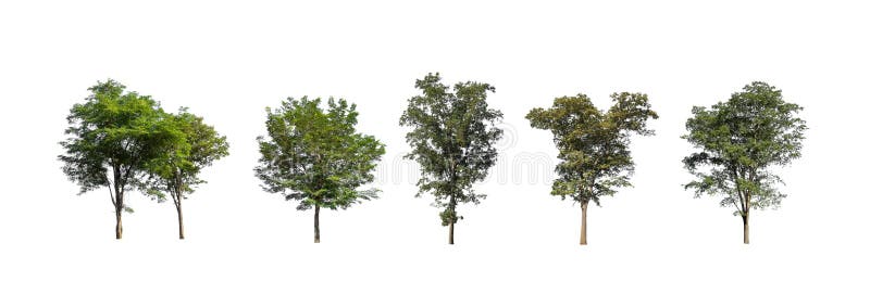 Set of Isolated Trees on White Background , the Collection of Tree ...