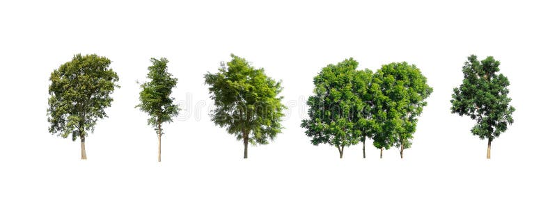 Set of Isolated Trees on White Background , the Collection of Tree ...