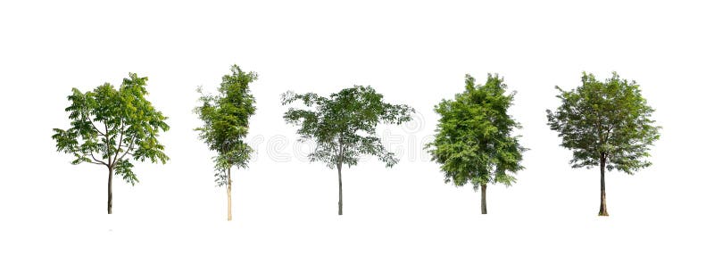 Set of Isolated Trees on White Background , the Collection of Tree ...
