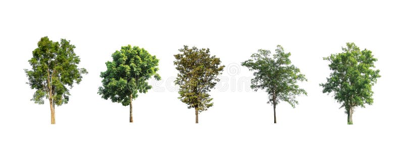 Collection of Tree, Set of Isolated Trees on White Background Stock ...