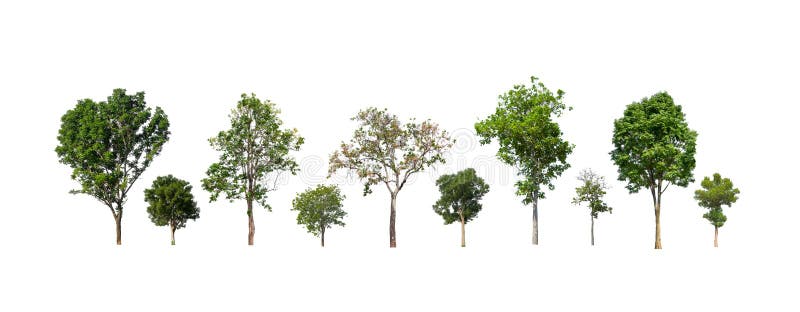 Collection of Tree, Set of Isolated Trees on White Background Stock ...