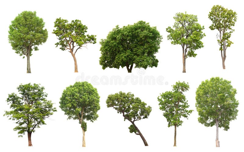 Green Tree side view stock illustration. Illustration of isolated ...