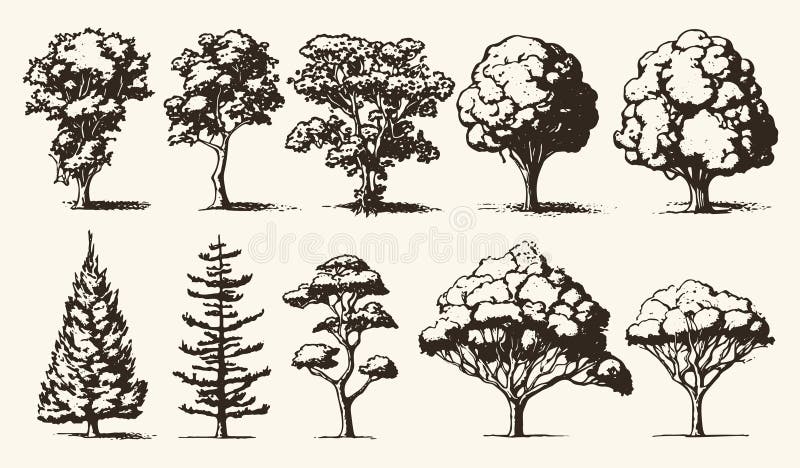 A Collection of Tree Sketches in a Vintage Engraving Style Stock Vector ...