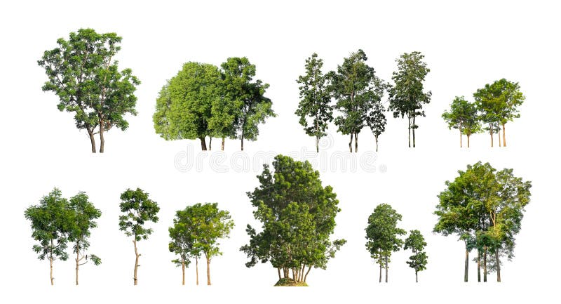 Collection Trees Cut Out from Original Background Stock Image - Image ...