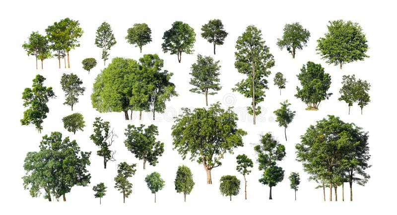 Collection Trees Cut Out from Original Background Stock Image - Image ...