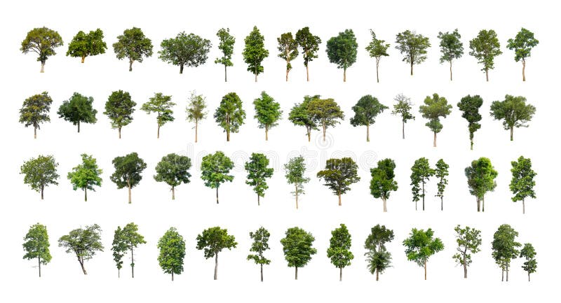 Collection Trees Cut Out from Original Background Stock Photo - Image ...