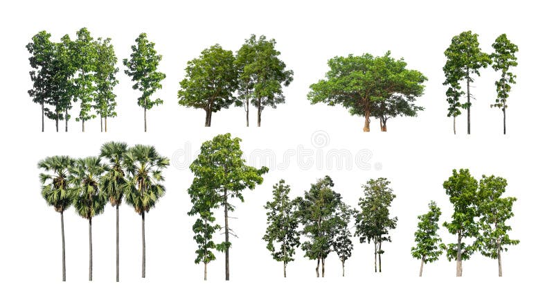 Collection Trees Cut Out from Original Background Stock Image - Image ...