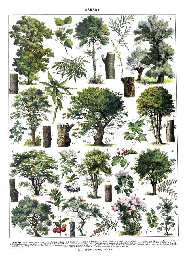 The Collection of Trees / Diversity of Trees with Names Antique ... The Collection of Trees / Diversity of Trees with Names Antique ...