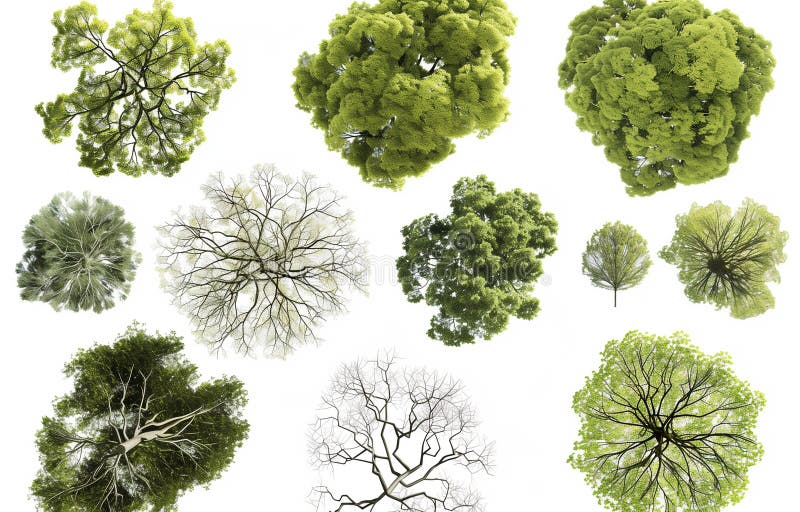 Collection of Trees, Illustration on White Background, Top View, Tree ...