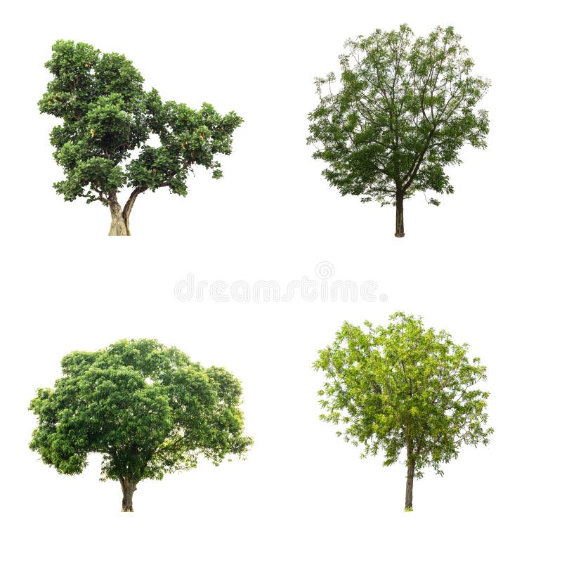 Collection of Trees Isolated Stock Photo - Image of ecological, leaf ...