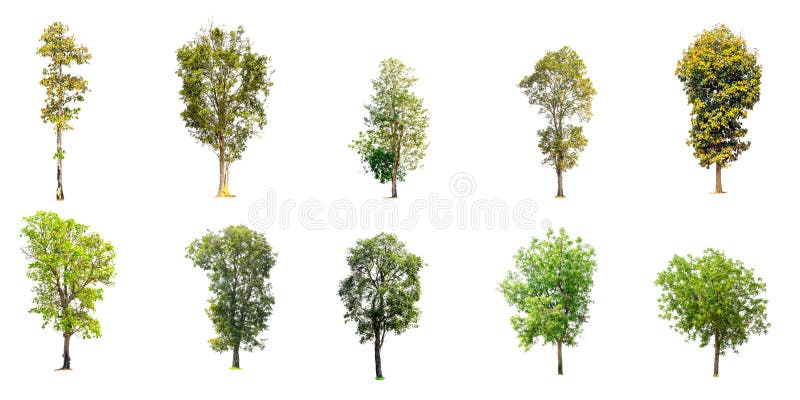 Collection of Trees Isolated Stock Photo - Image of life, botanic ...