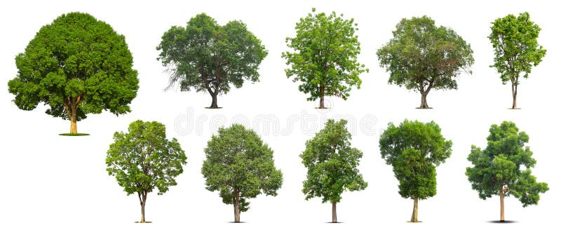Collection of Trees Isolated on White Background, Exotic Tropical Tree ...
