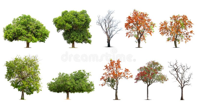 Collection of Trees Isolated on White Background, Exotic Tropical Tree ...