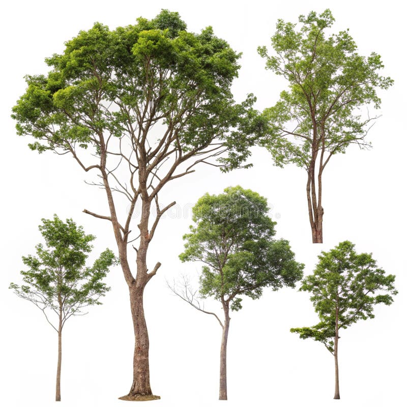 Collection of Trees Isolated on White Background Stock Illustration ...