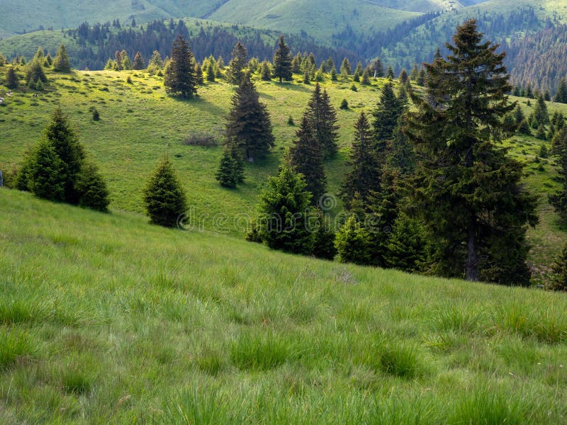Collection of Trees in an Open Valley Surrounded by Hills Stock Image ...