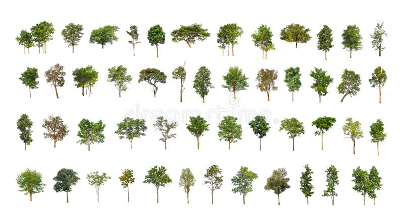 Collection Trees Cut Out from Original Background Stock Image - Image ...