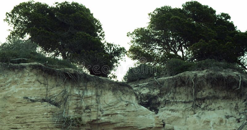Group of Trees Growing on Cliffside Stock Video - Video of height, defy ...
