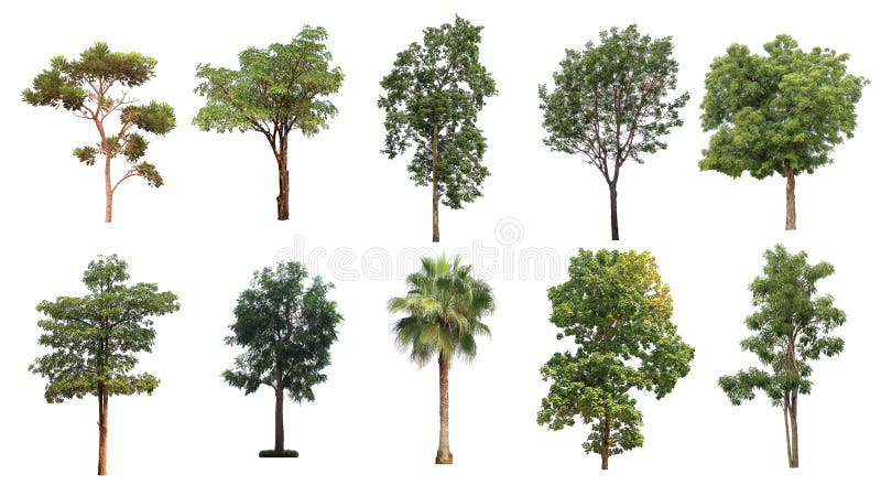 Beautiful Tree on a White Background Stock Image - Image of botanical ...