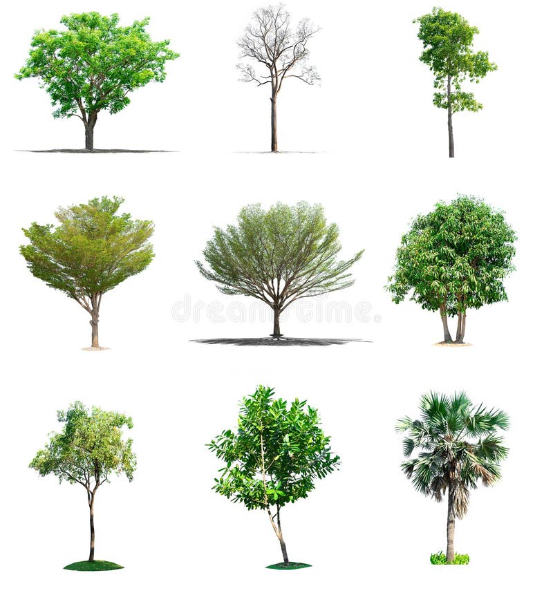 Collection Trees of Isolated on White Background Stock Photo - Image of ...