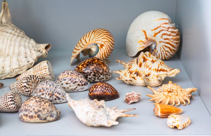 Display of Tropical Shells. Stock Photo - Image of shellfish, spiral ...