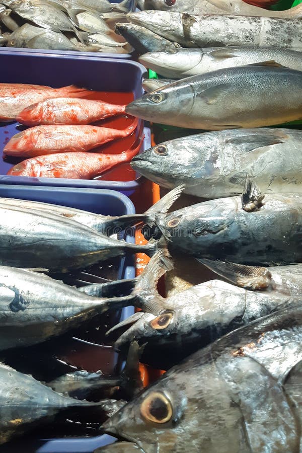 Collection of Types of Fish Sold in the Traditional Night Market Stock ...