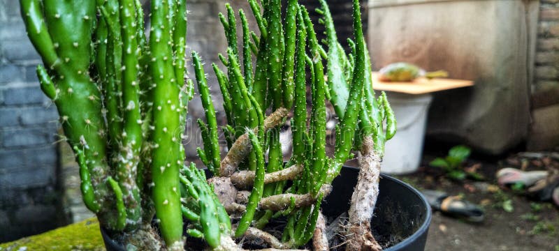 Mini Cactus Collection for Display on the Table Stock Image - Image of ...