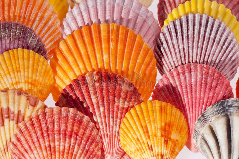 Colorful seashells. stock image. Image of background - 19848551
