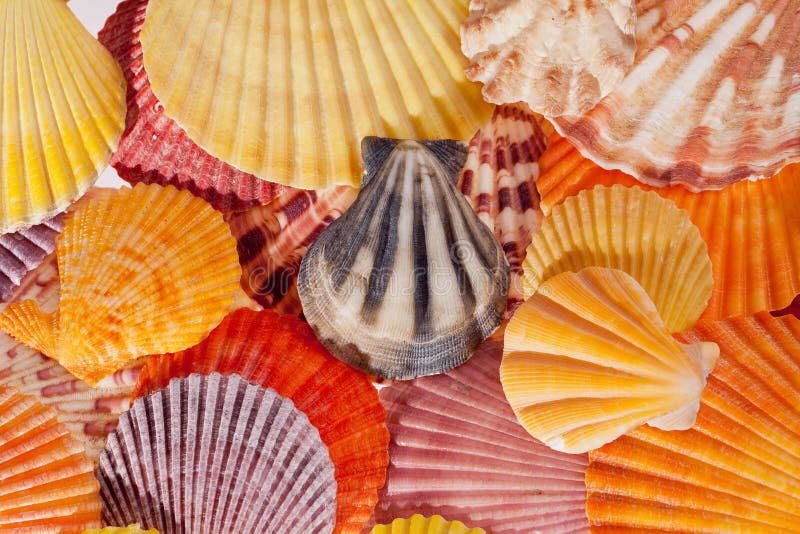 Various Colorful Bivalve Stock Photos - Free & Royalty-Free Stock ...
