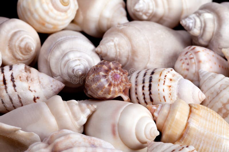 Tapestry Turban Shell stock photo. Image of shells, natural - 38198660
