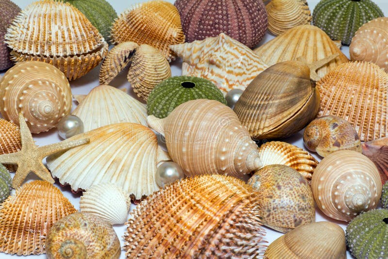 Collection Of Various Colorful Seashells On White Background Stock ...