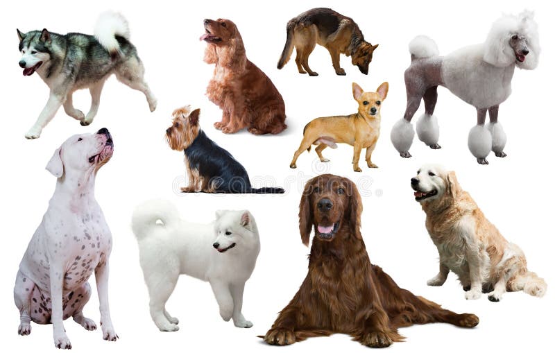 Dog breed set stock photo. Image of canine, lying, adult - 277051170