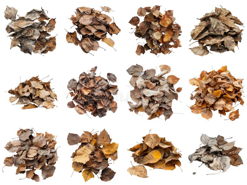 Collection of Various Dried Leaves Stock Photo - Illustration of ...