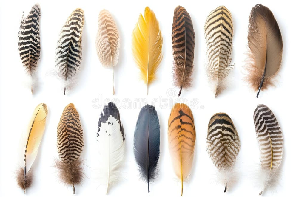 A Collection of Various Feathers Arranged in a Grid, Showcasing Their ...