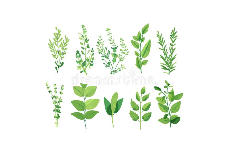 Collection of Various Green Herb. Vector Illustration Design Stock ...