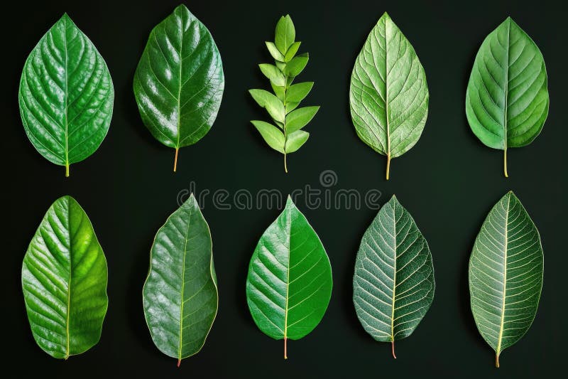 Diverse Leaf Types stock photo. Image of ecology, leaves - 361111006
