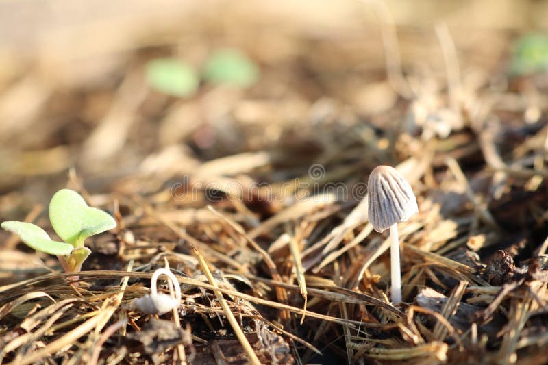 A Collection of Various Mushrooms is Sprouting Out of the Ground Stock ...