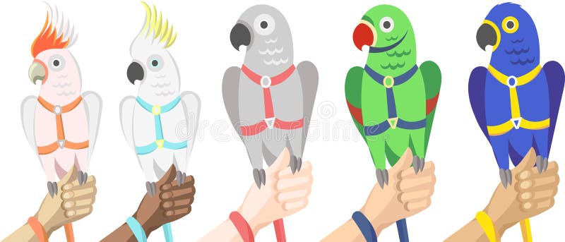 Collection of Various Parrots in Harness and Leash on Human Hand Vector ...