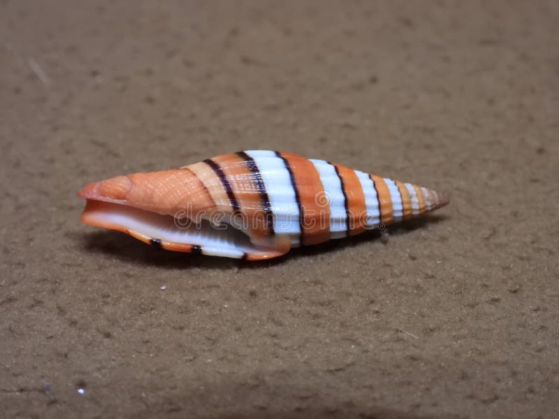 Collection of Various Sea Shells Stock Photo - Image of isolated ...