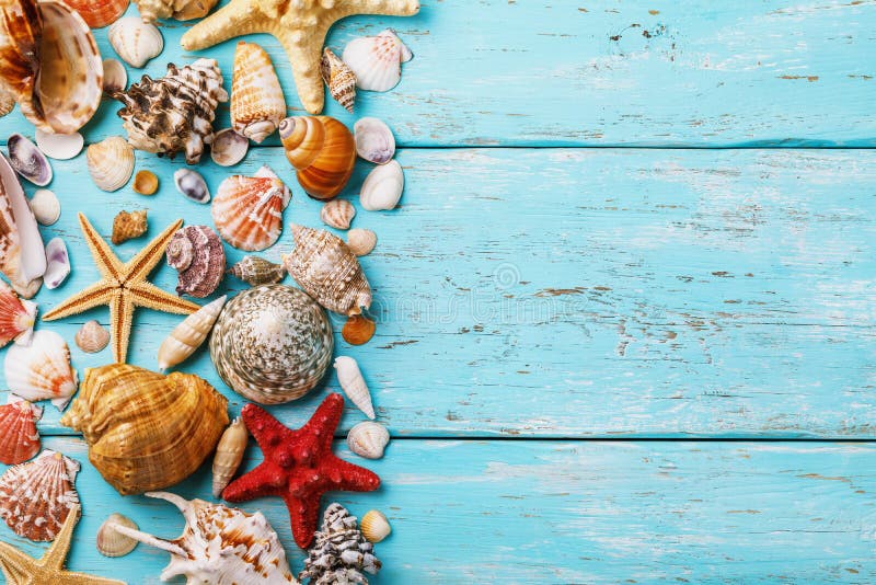 Collection of Various Sea Shells on Wooden Board Stock Image - Image of ...