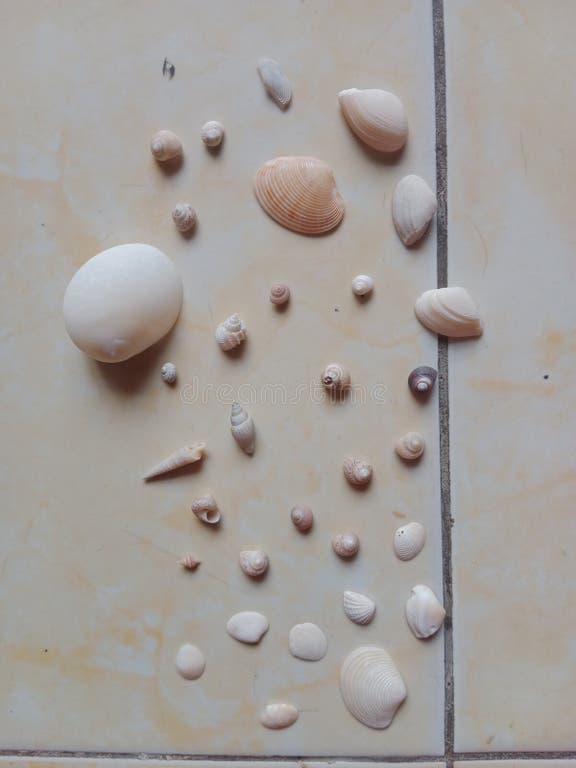 Collection of Various Seashells Arranged on a Tile Floor Stock Image ...