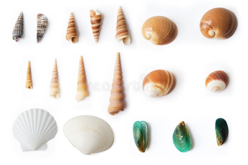 Seashells on White Background. Collection of Many Different Sea Shells ...