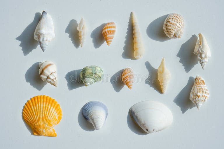 Collection of Various Seashells on White Background. Beach Objects ...